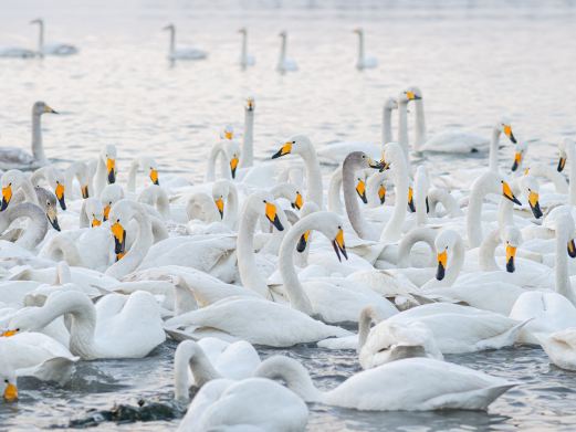 Swan Lake Scenic Area - A Seasonal Paradise in Chongqing