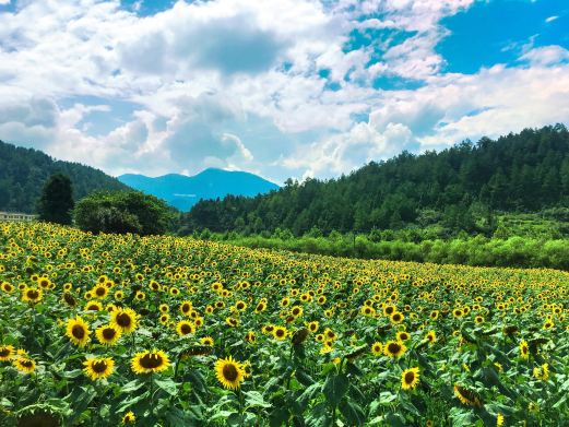 Damu Flower Valley - A High-Altitude Flower Paradise