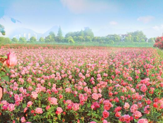 Xinsha Island Rose Garden - A Romantic and Comprehensive Tourism ...