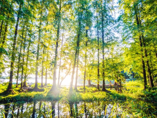 Luyang Lake Wetland Park - Unique Water-Resistant Forests and Cultural ...