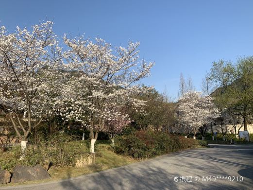 Wanwei Mountain - Cherry Blossom Paradise in Shaoxing